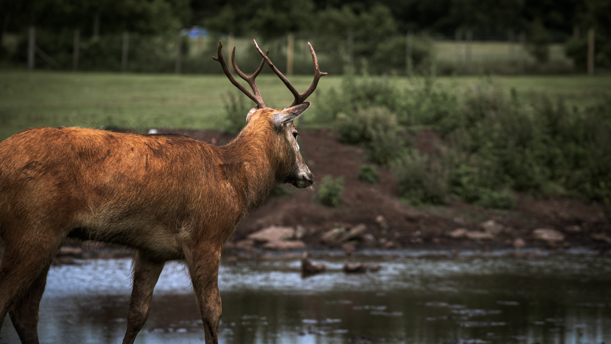 Knowsley Safari Park - Dan Lord Photography