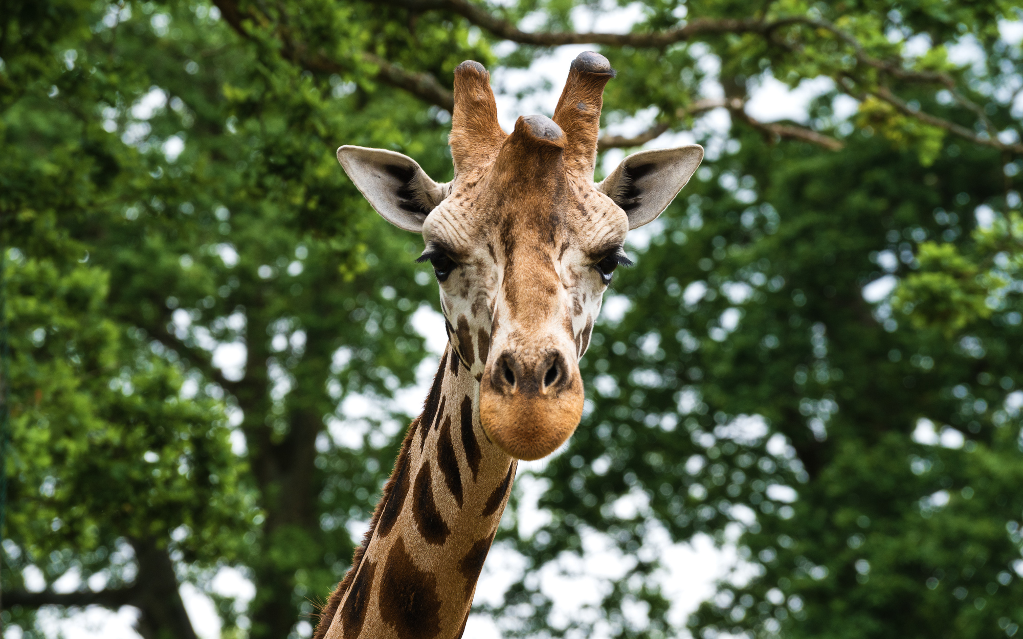 Knowsley Safari Park - Dan Lord Photography