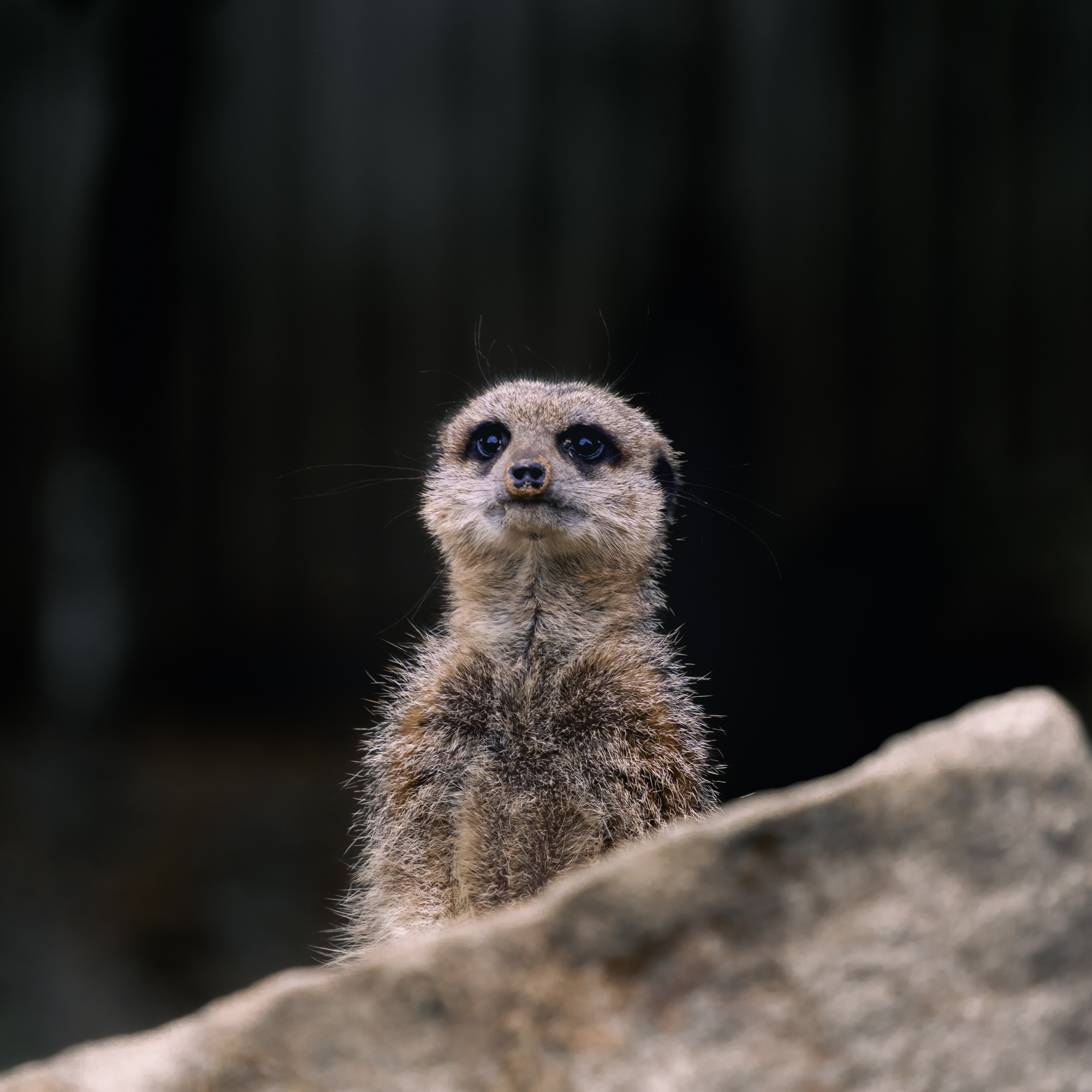 Knowsley Safari Park - Dan Lord Photography